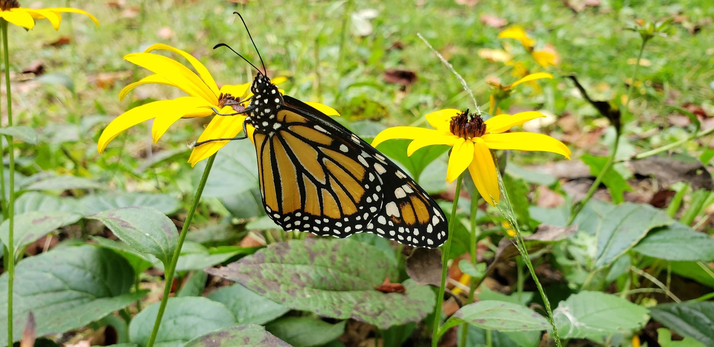 Dahlem Environmental Education | Jackson’s Nature Place
